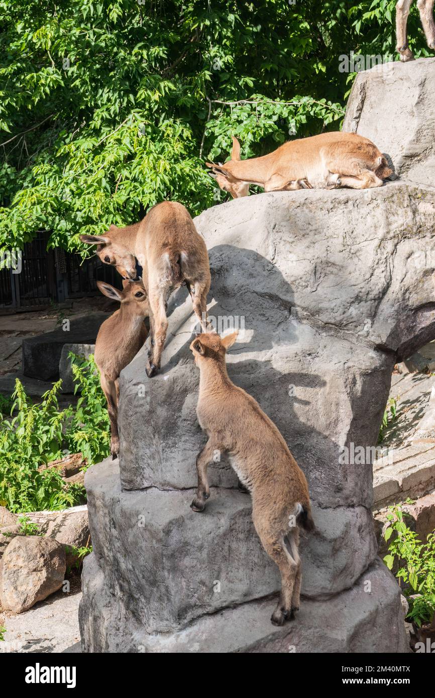 Markhor goatlings jump on the rocks. Markhor, Capra falconeri, wild ...