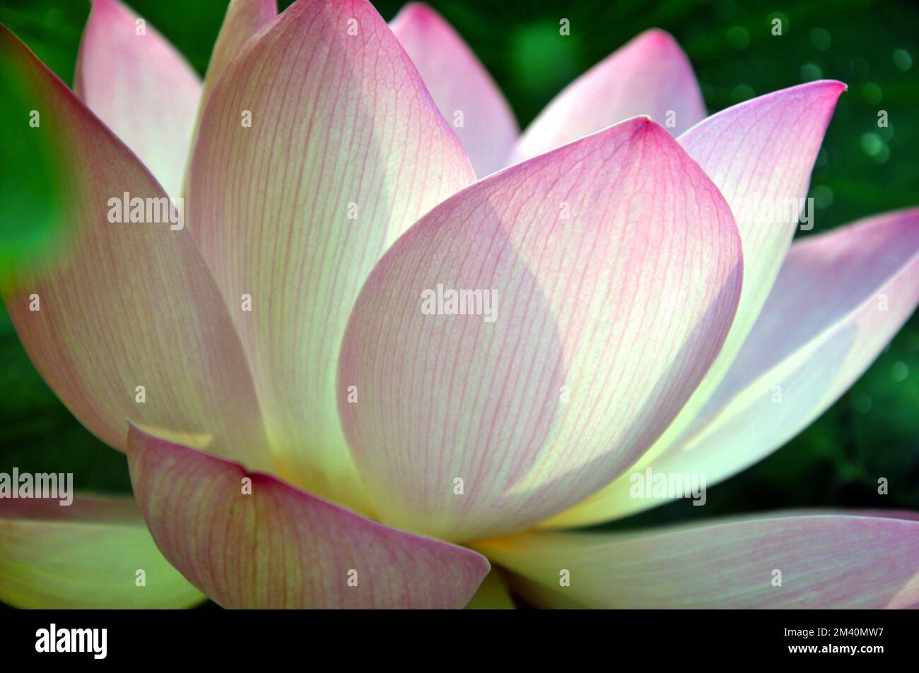 Macro shot lotus flower hi-res stock photography and images - Alamy