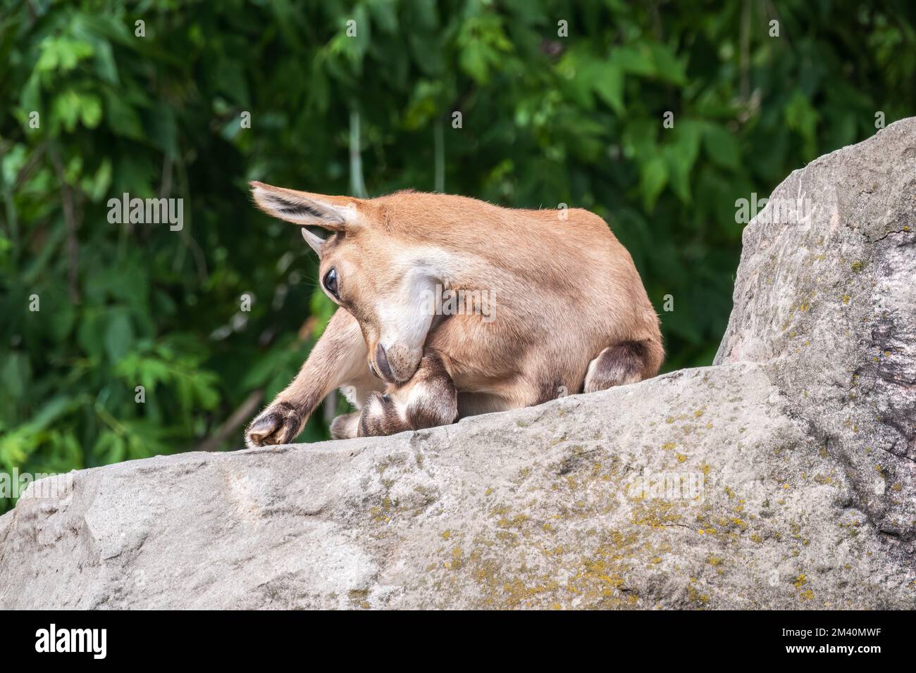 Markhor goatlings jump on the rocks. Markhor, Capra falconeri, wild ...