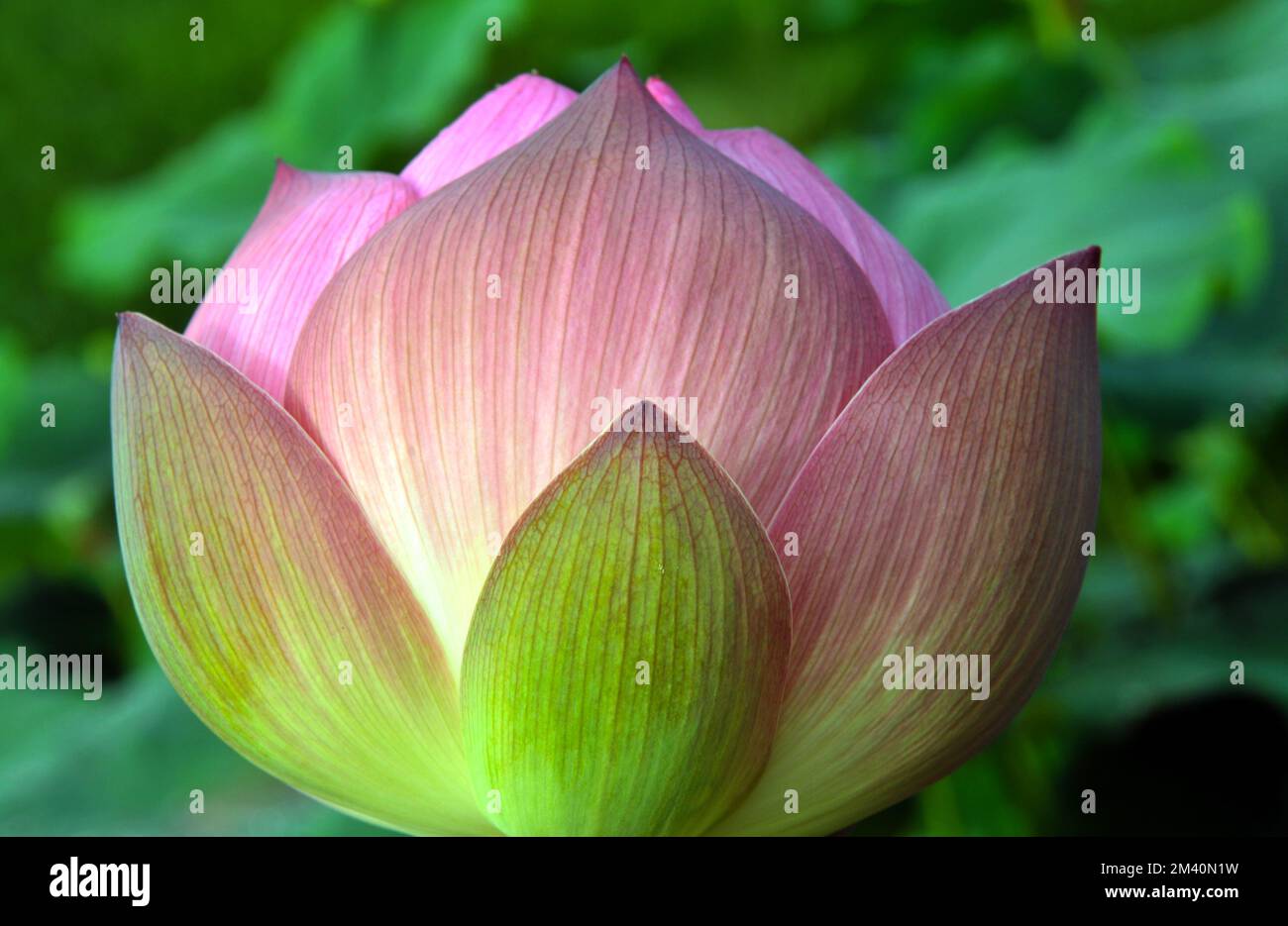 blossom lotus flower in pond Stock Photo - Alamy