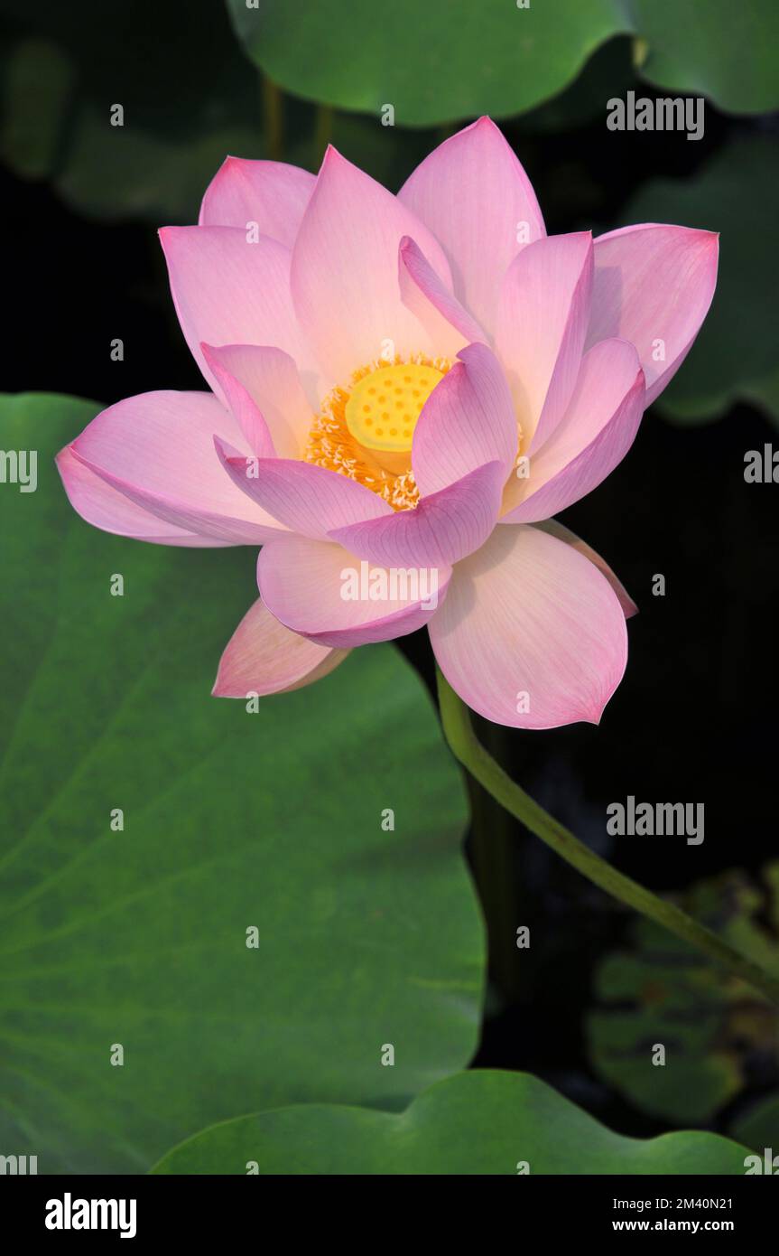 blossom lotus flower in pond Stock Photo - Alamy
