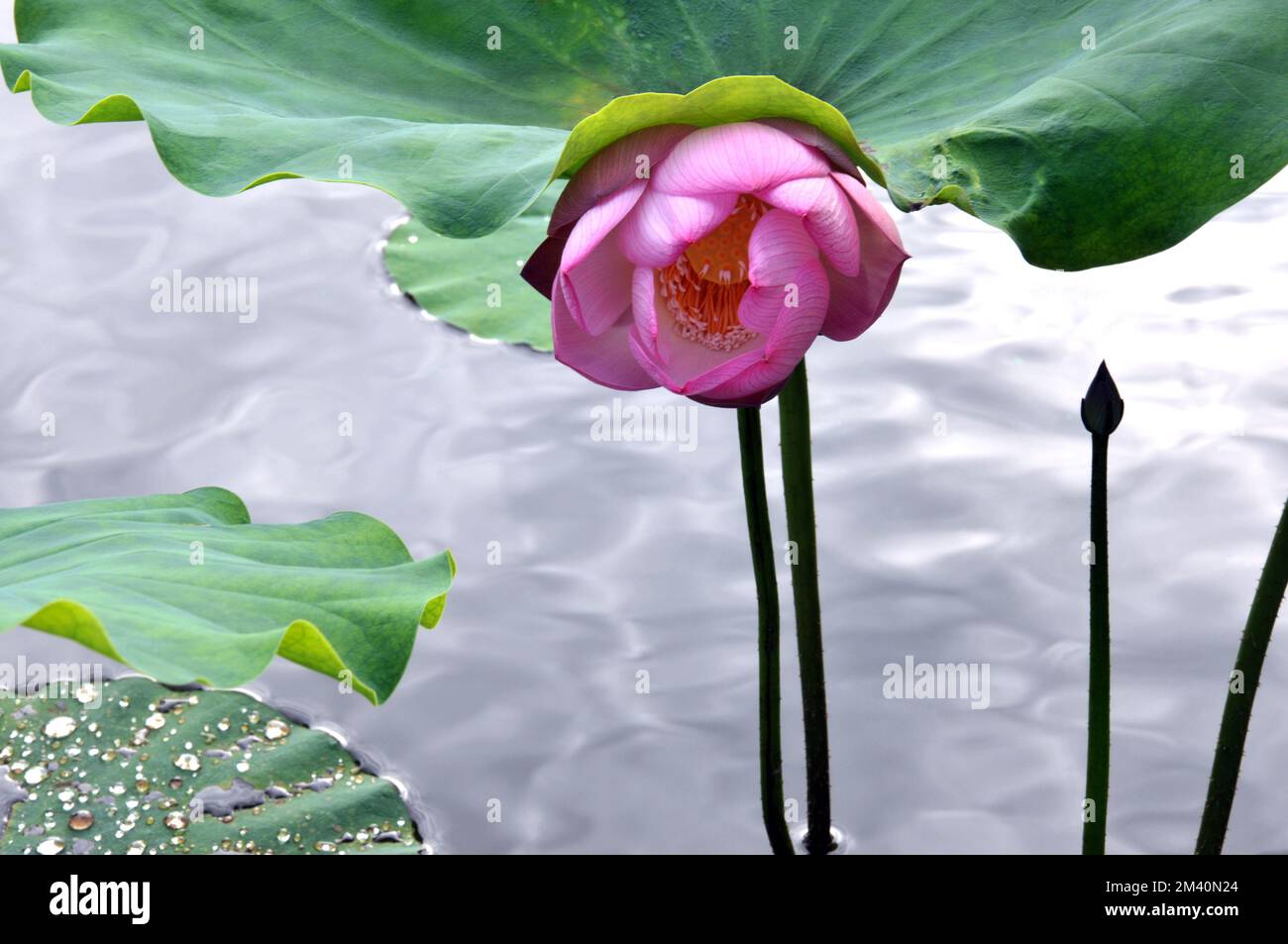 blossom lotus flower in pond Stock Photo - Alamy