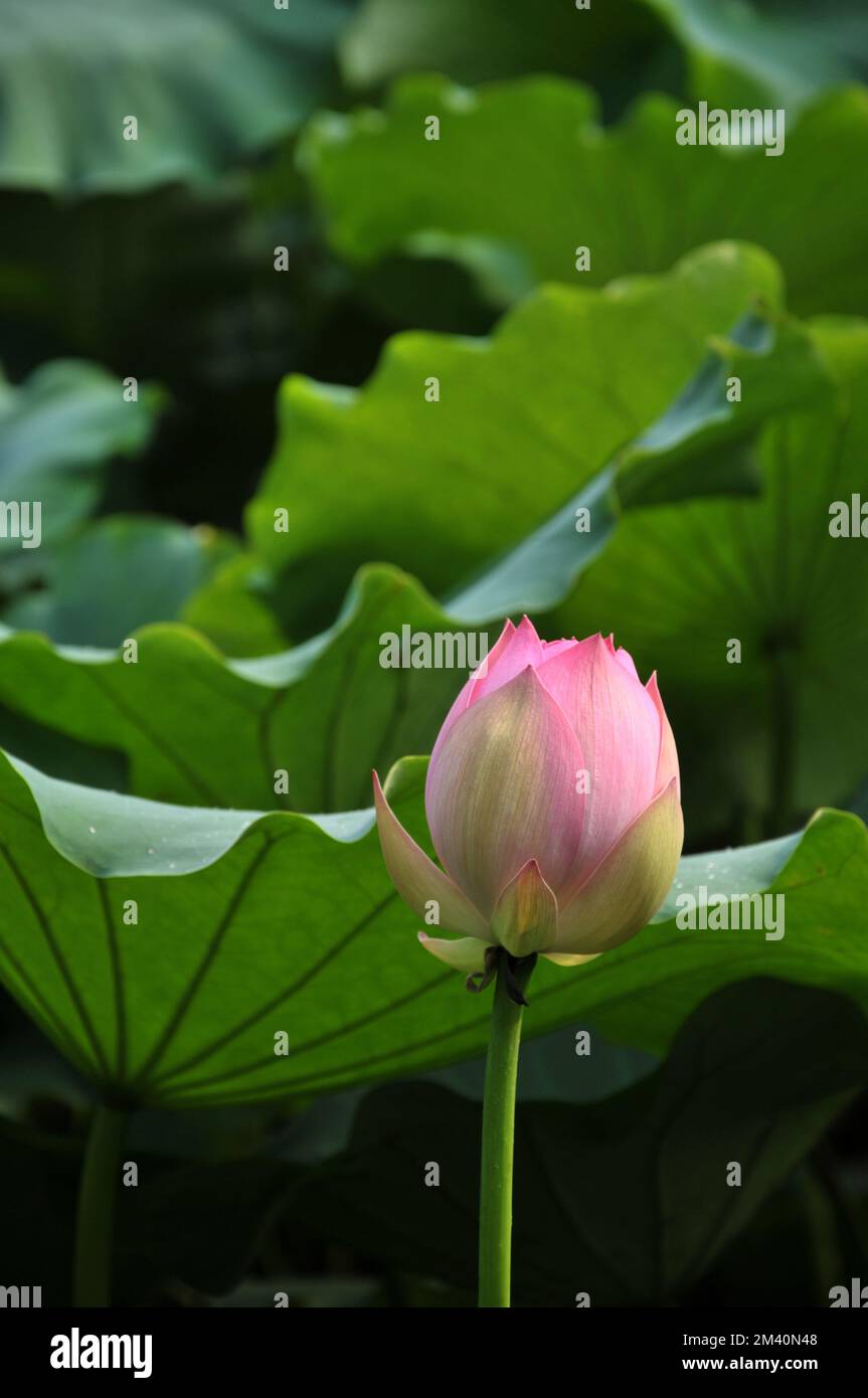 blossom lotus flower in pond Stock Photo - Alamy