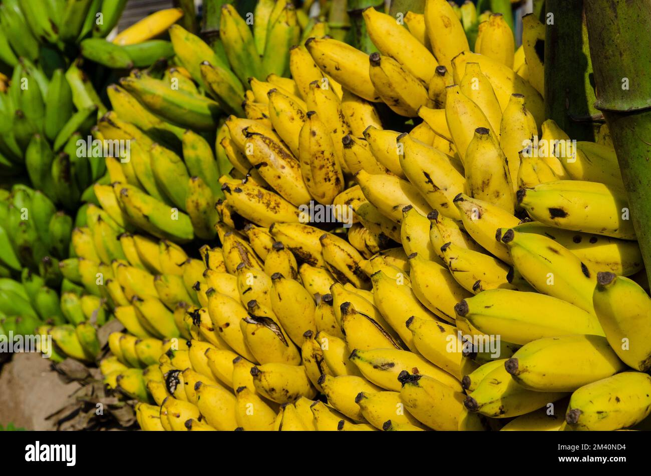 Green and yellow bananas at wholesale market in the streets Stock Photo ...
