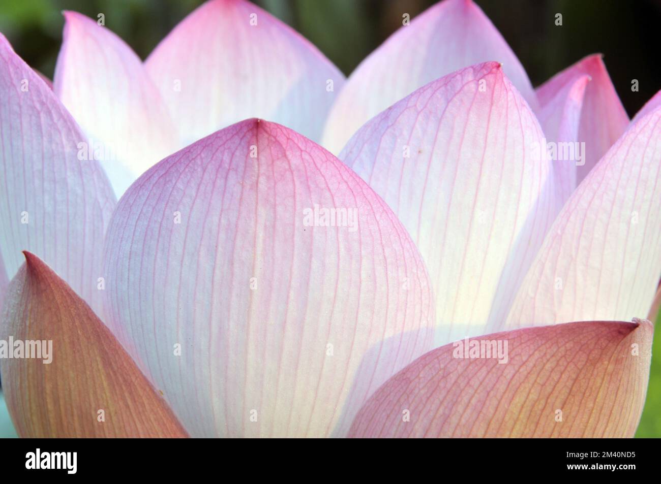 blossom lotus flower in pond Stock Photo - Alamy