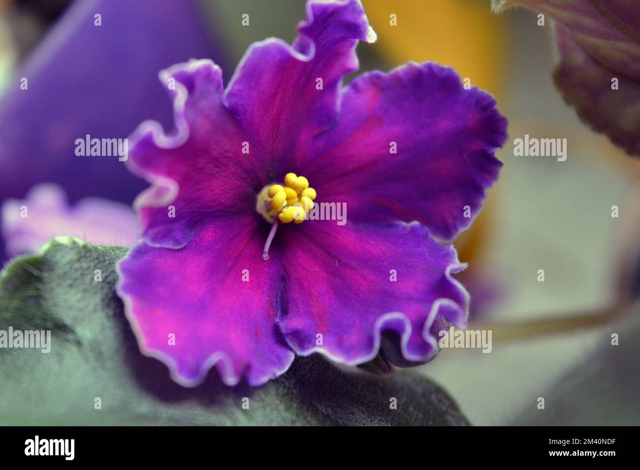 Beautiful home flowers, flowering violets with beautiful purple-pink ...