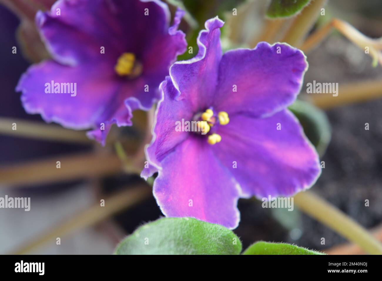 Beautiful home flowers, flowering violets with beautiful purple-pink ...