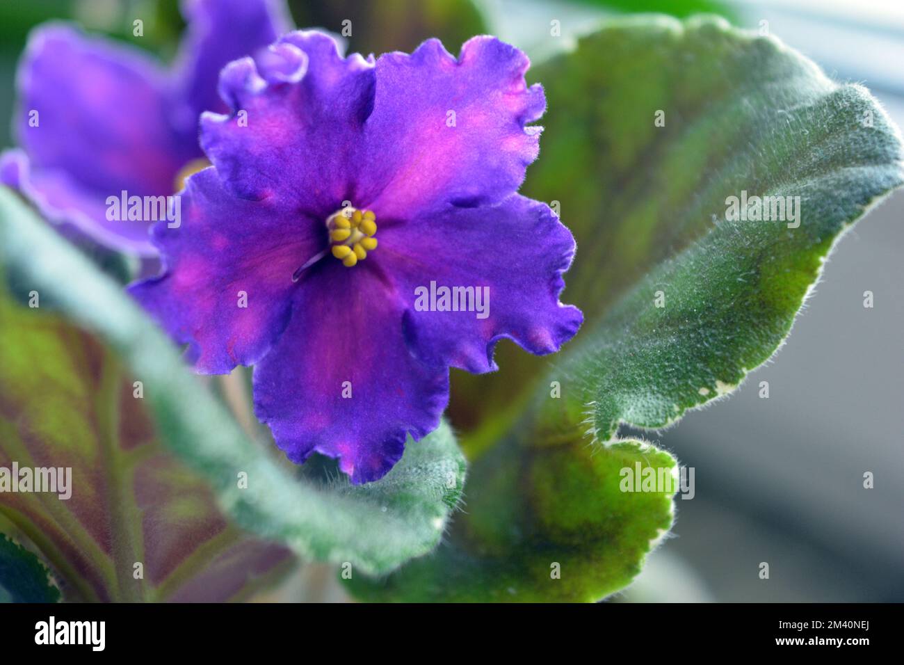 Beautiful home flowers, flowering violets with beautiful purple-pink ...