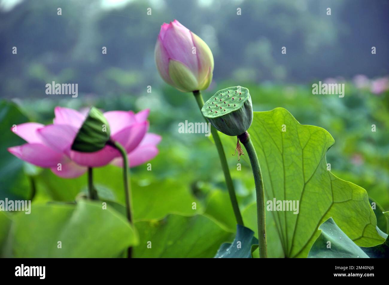 blossom lotus flower in pond Stock Photo - Alamy