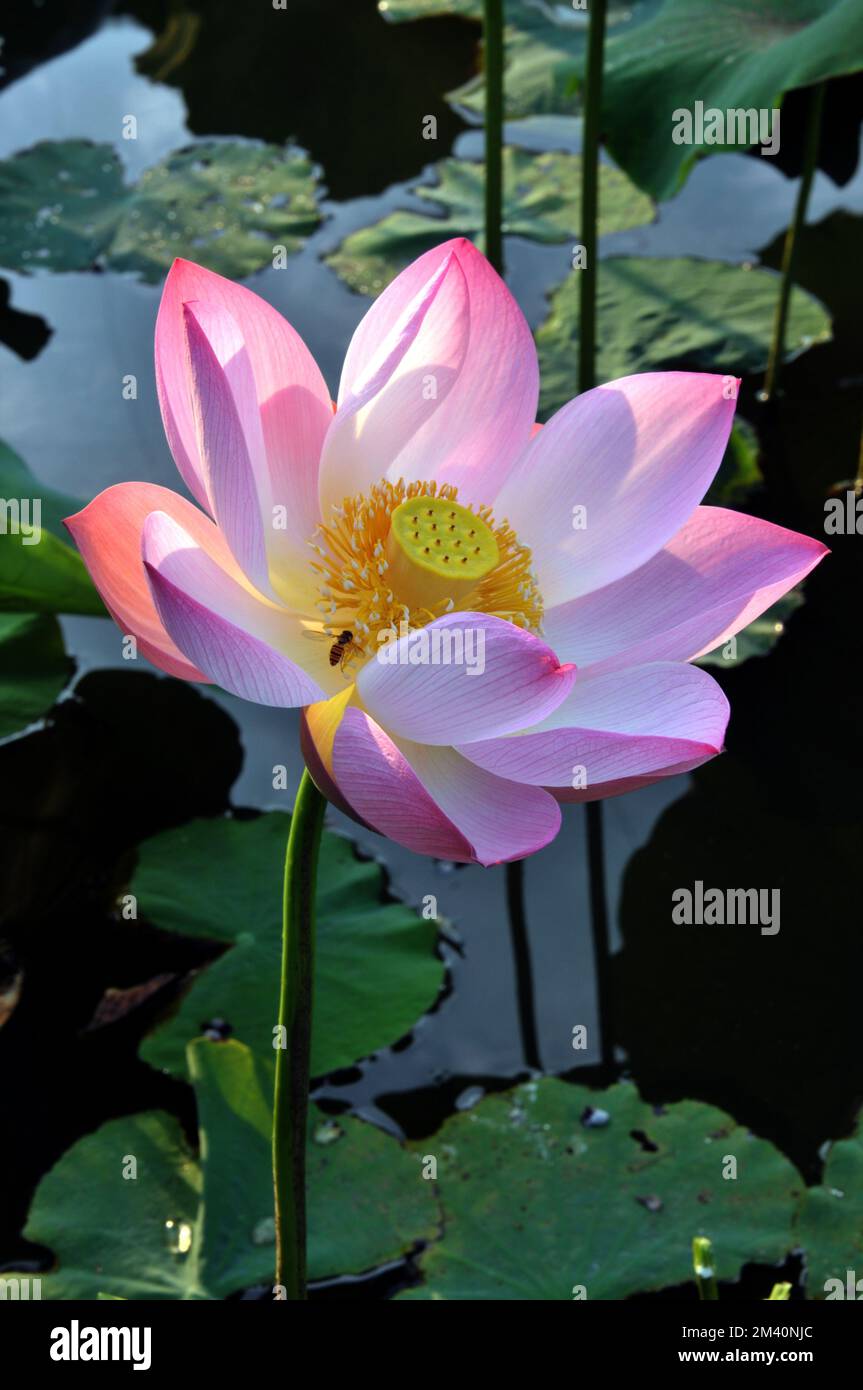 blossom lotus flower in pond Stock Photo - Alamy