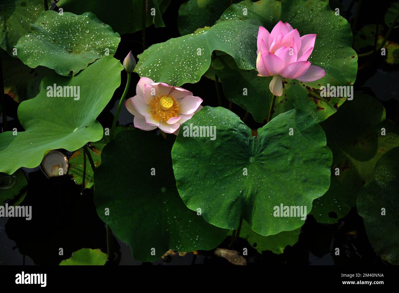 Lily flower logo vector hi-res stock photography and images - Alamy