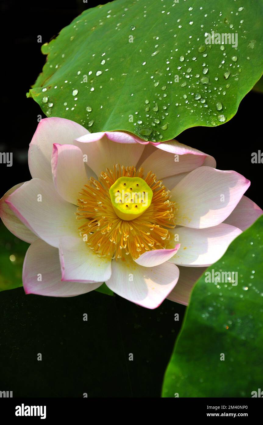 blossom lotuf flower in pond Stock Photo - Alamy