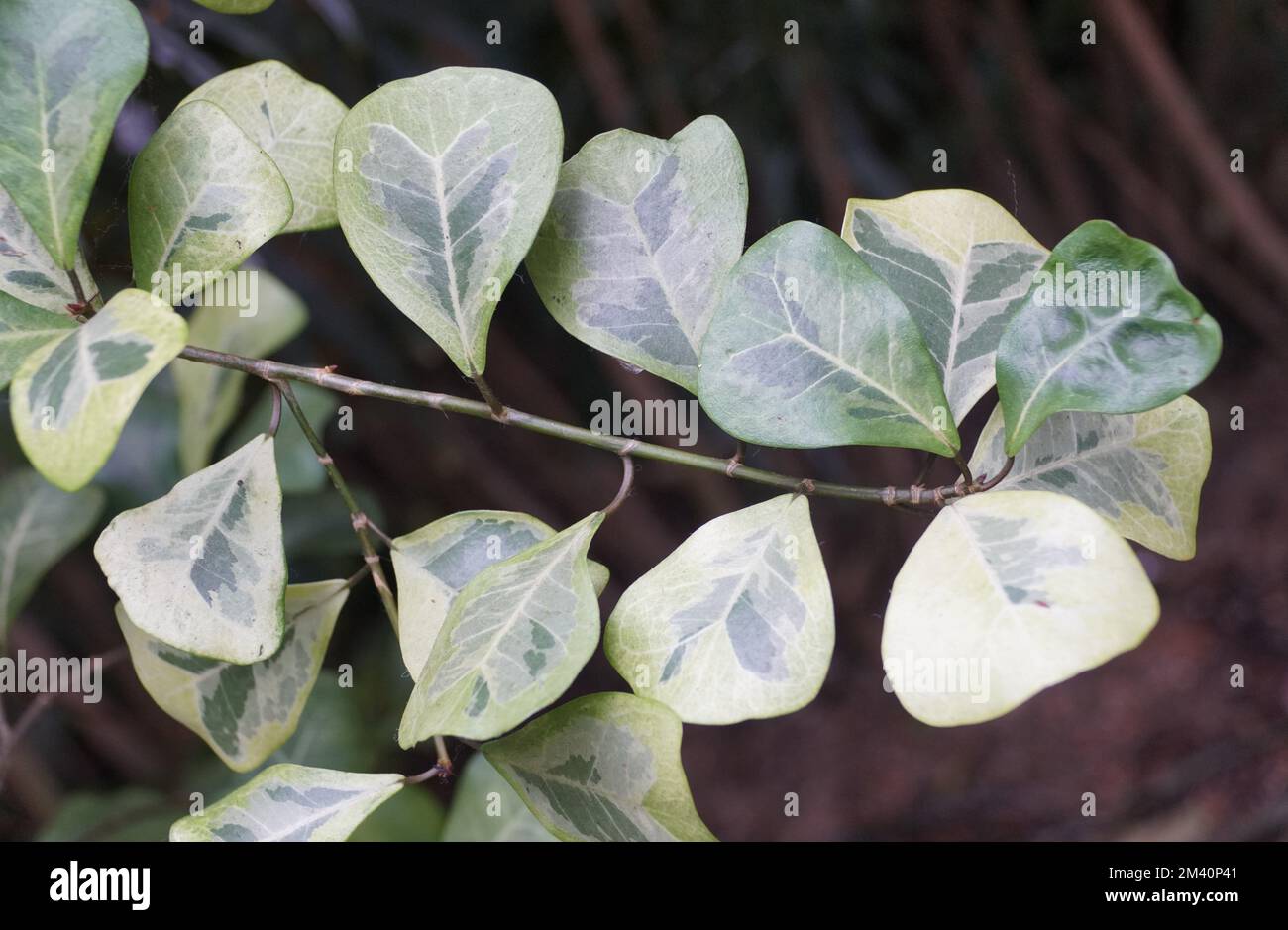 The white and green tiny leaves of variegated Triangle Fig plant Stock ...