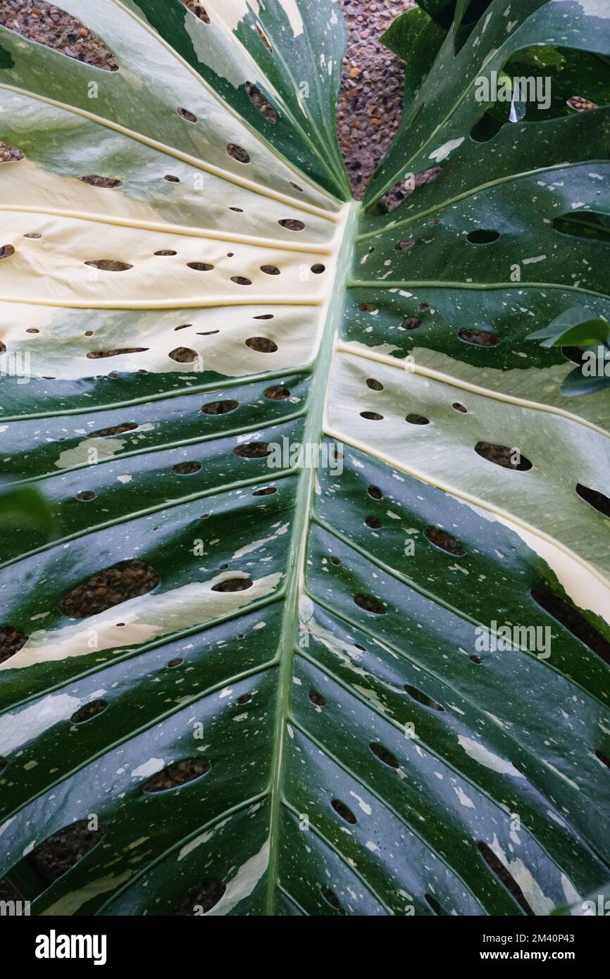 Close up of a variegated leaf of Monstera Thai Constellation, a rare ...