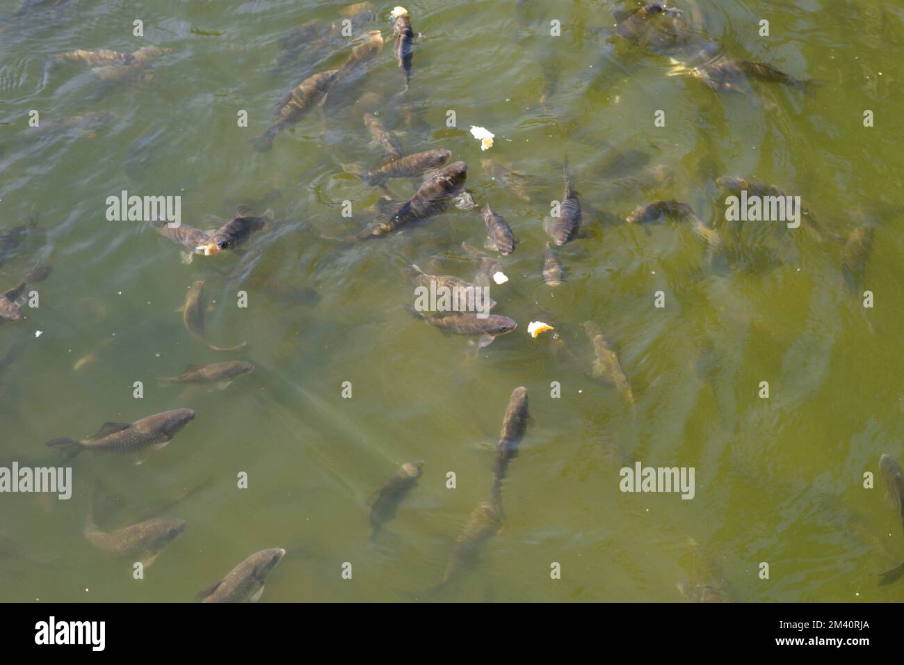 Lots of fish in the pond in the park. School of fish close to the ...