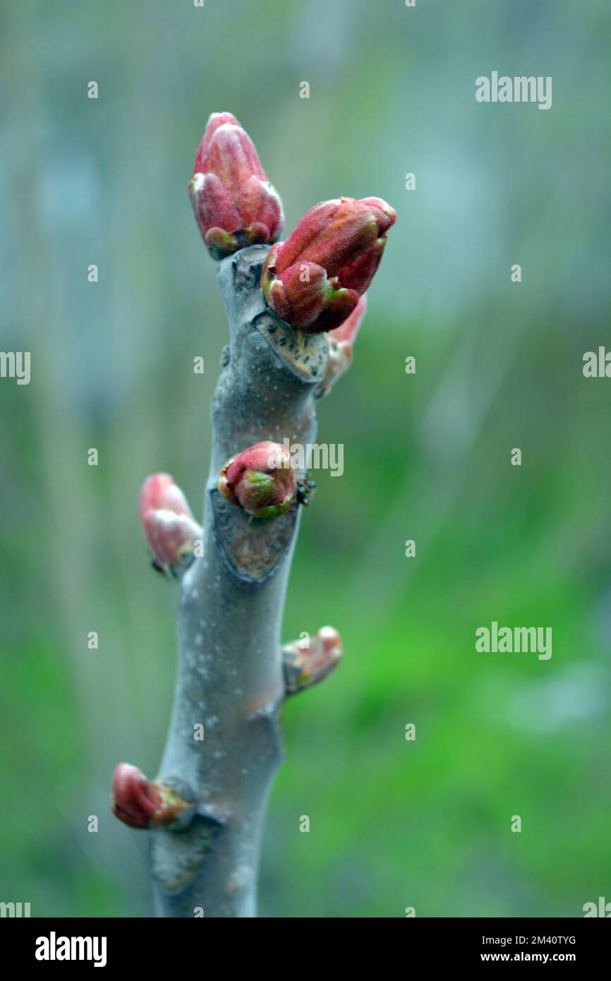 Spring, the large pink, red puffed buds of a blossoming outdoor tree ...