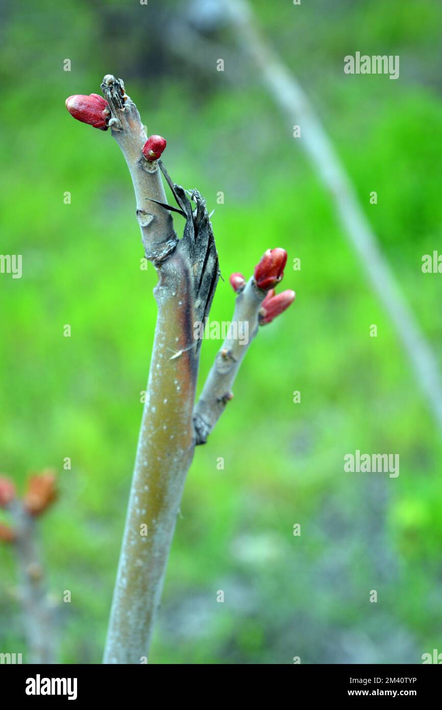 Spring, the large pink, red puffed buds of a blossoming outdoor tree ...