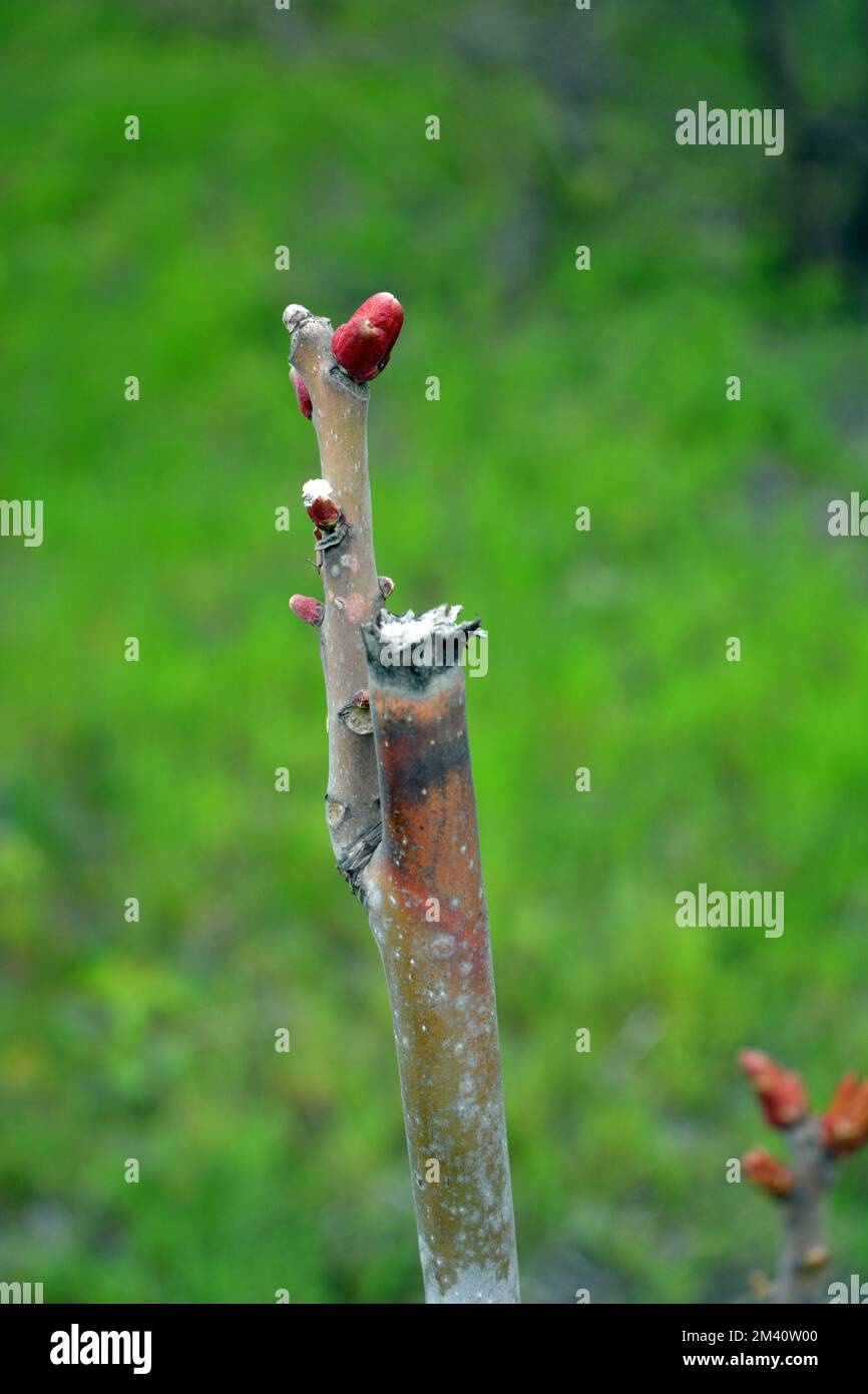 Spring, the large pink, red puffed buds of a blossoming outdoor tree ...