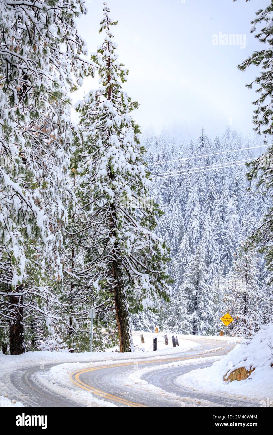 Road with snow among fir trees in the forest in Northern California ...