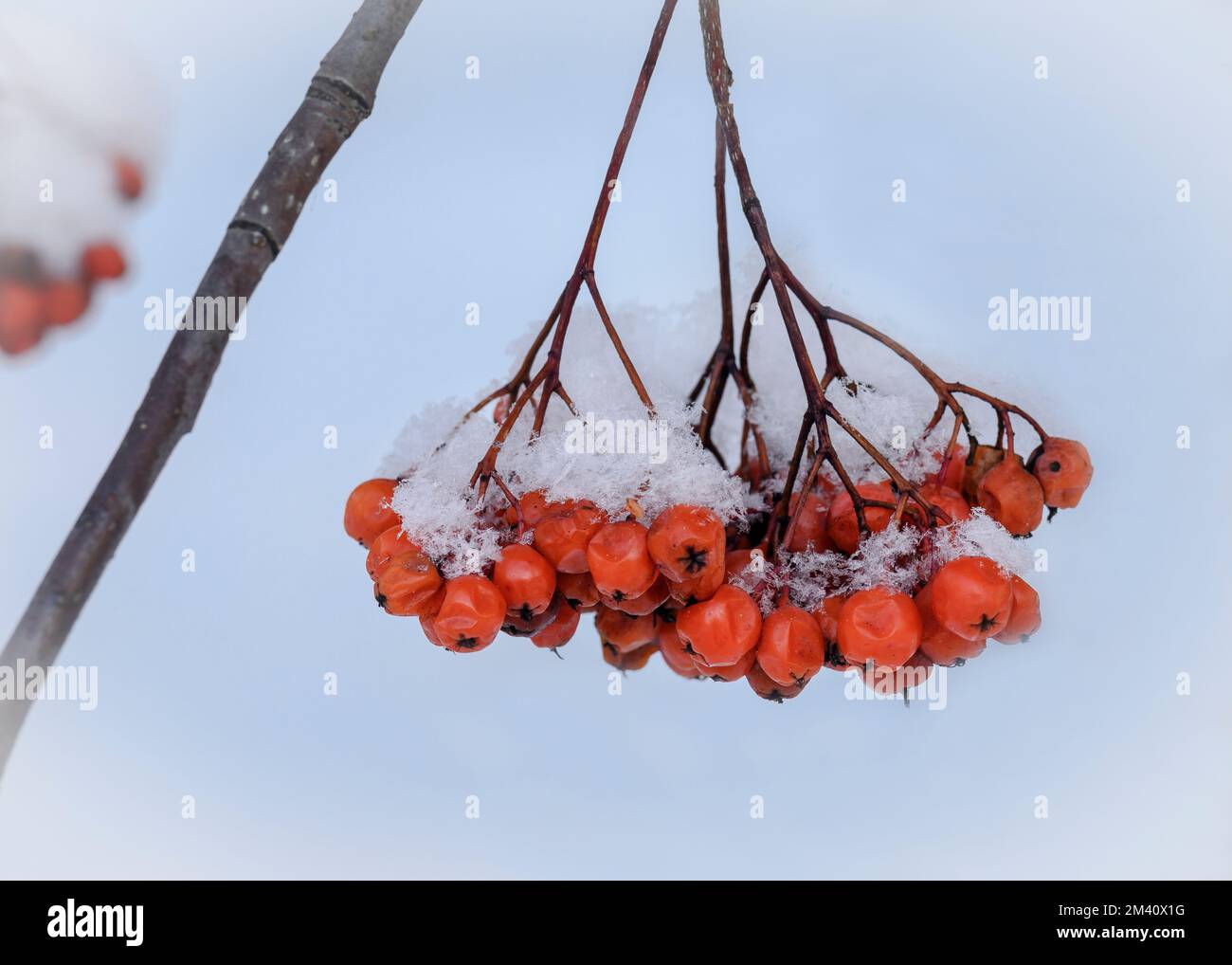 Cluster of wild ash hi-res stock photography and images - Alamy