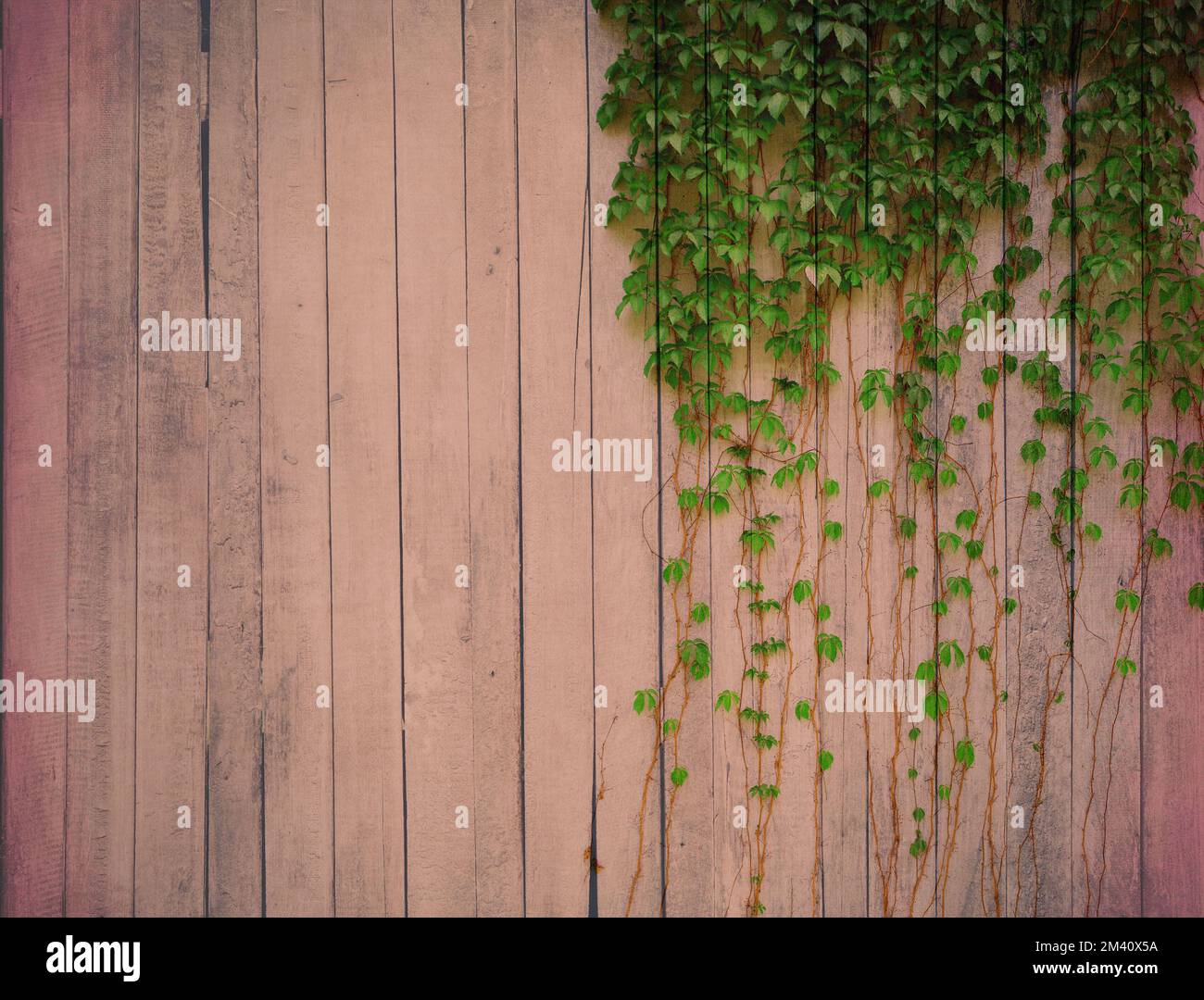 Plant over the fence hi-res stock photography and images - Alamy