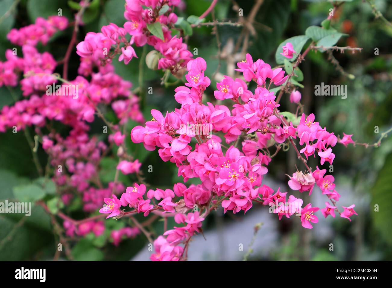 Polygonaceae hi-res stock photography and images - Alamy