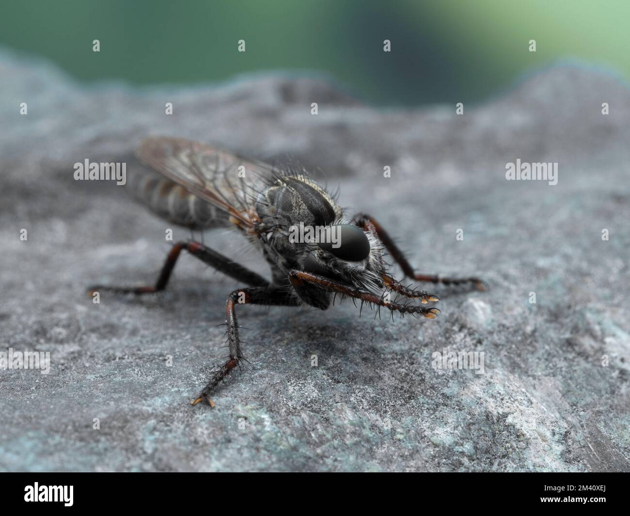 Machimus callidus hi-res stock photography and images - Alamy