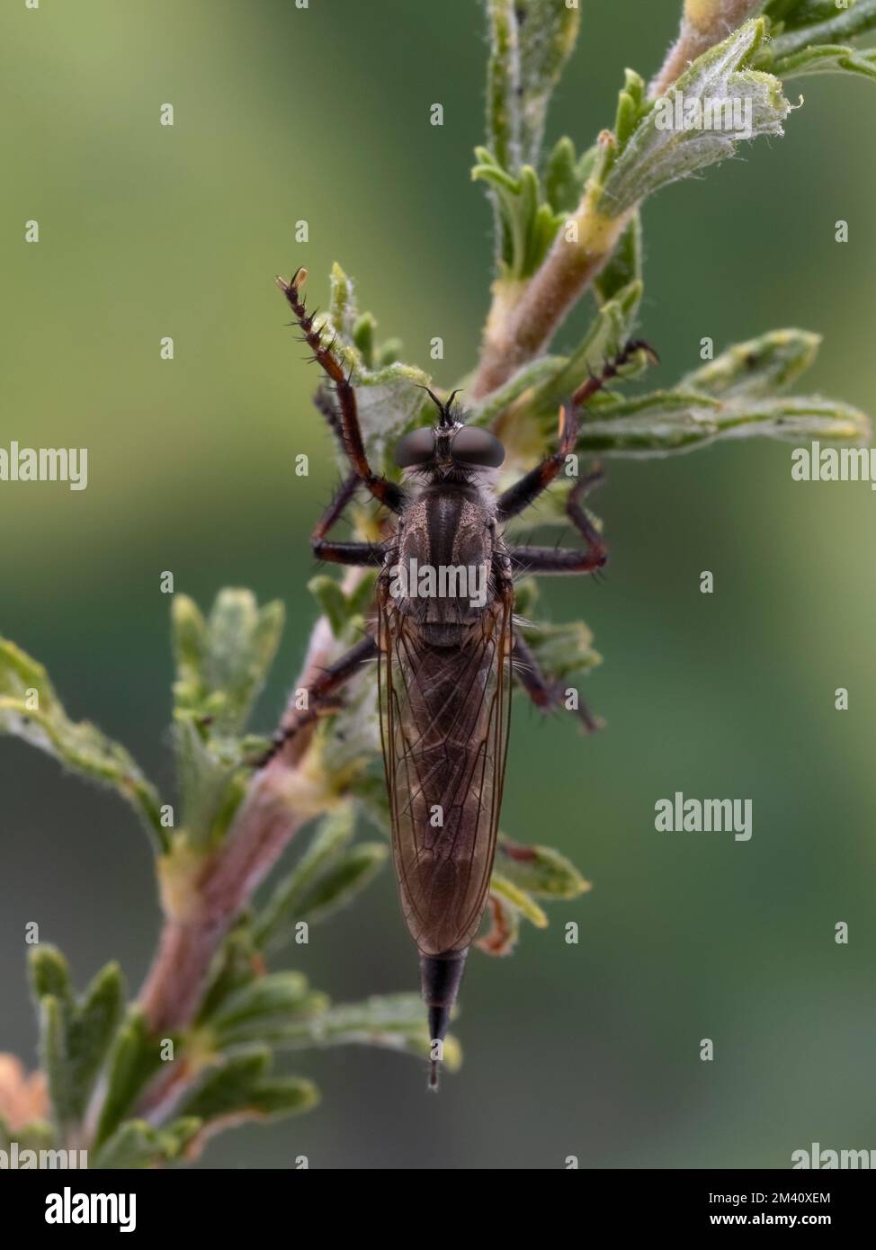 Dorsal view of a colorful female robber fly, Machimus callidus, resting ...