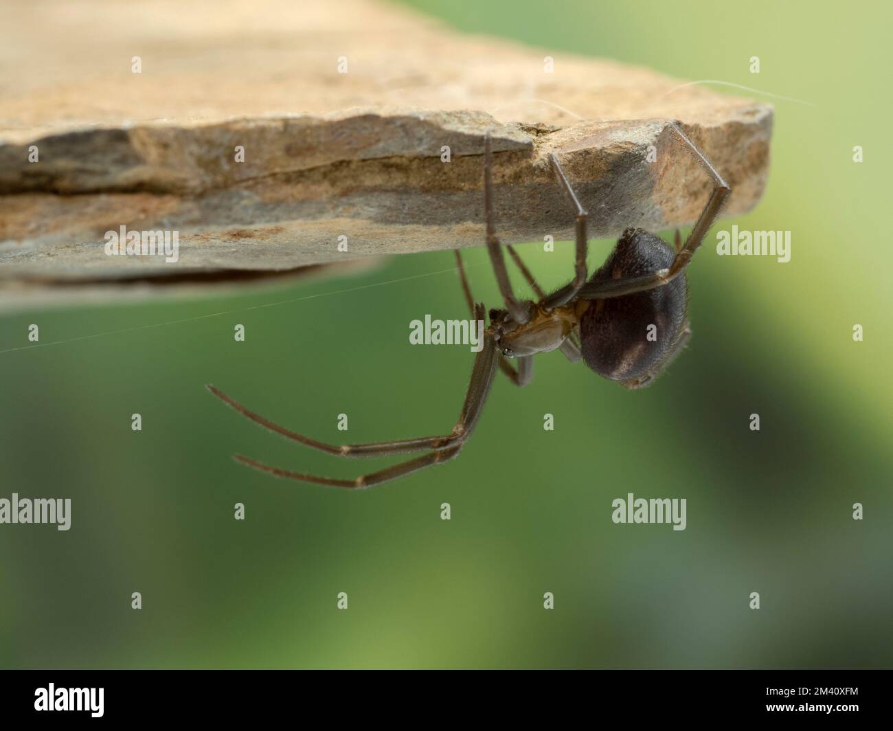 a long-legged female false widow spider (Steatoda grossa) lurking under ...