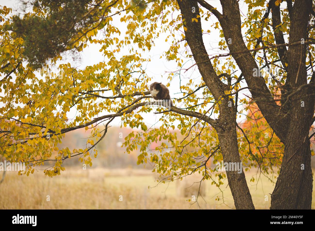 Cat stuck tree hi-res stock photography and images - Alamy
