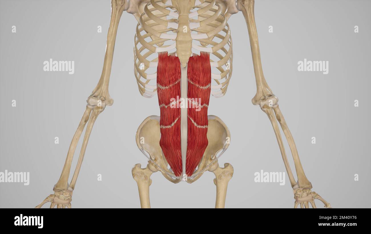 Abdominal rectus muscle hi-res stock photography and images - Alamy
