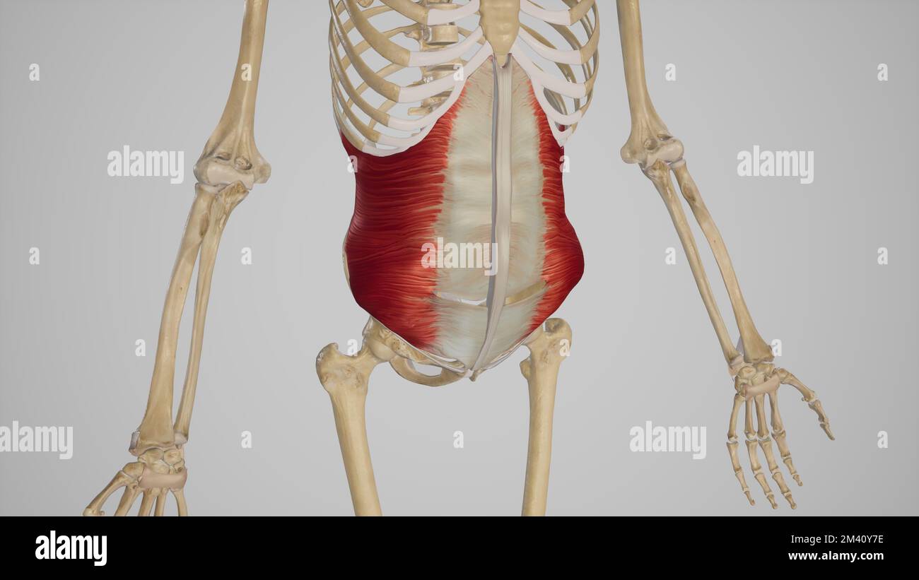 Rectus abdominis muscle hi-res stock photography and images - Alamy