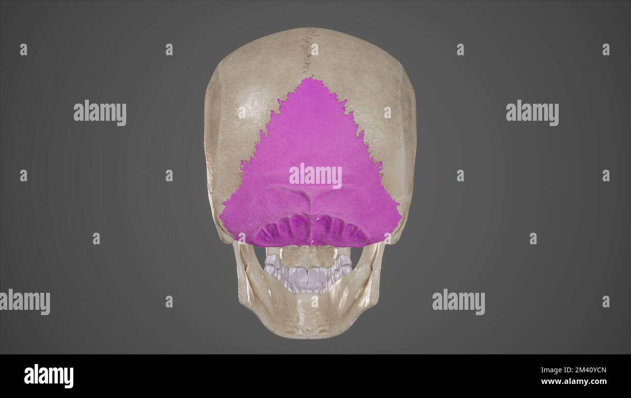 Sphenoid bone hi-res stock photography and images - Alamy