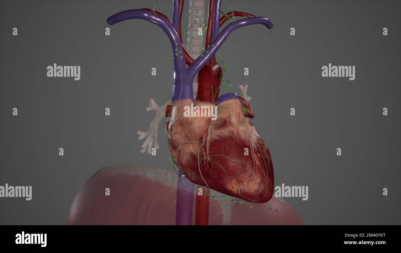 Lymphatic drainage system hi-res stock photography and images - Alamy