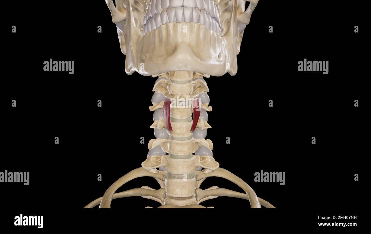 Greater cornu of hyoid hi-res stock photography and images - Alamy