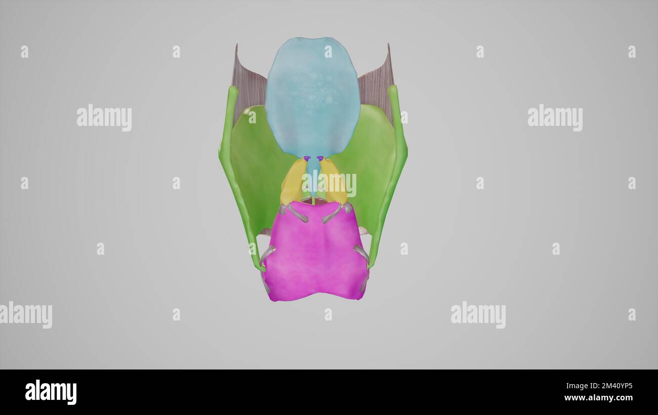 Anatomical Illustration of Cartilages of Larynx Stock Photo - Alamy