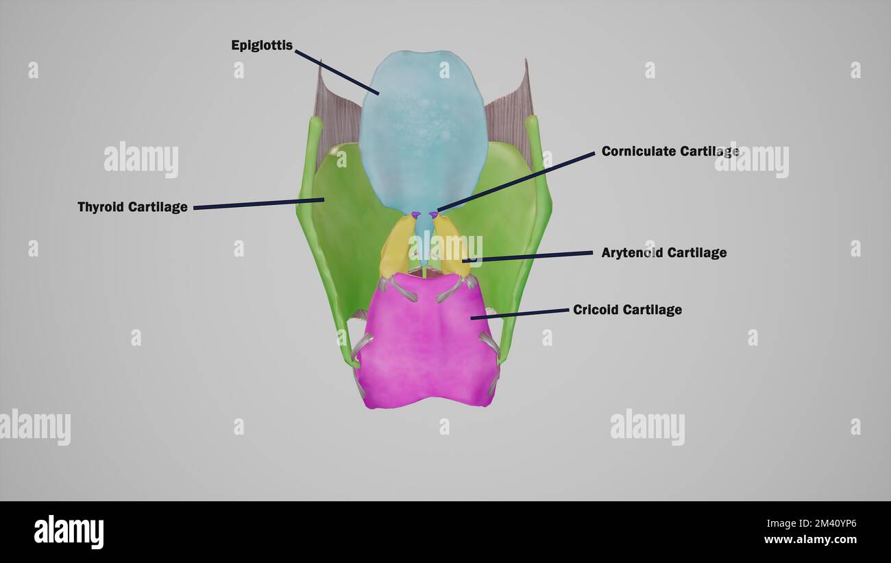 Anatomical Illustration of Cartilages of Larynx Labeled Stock Photo - Alamy