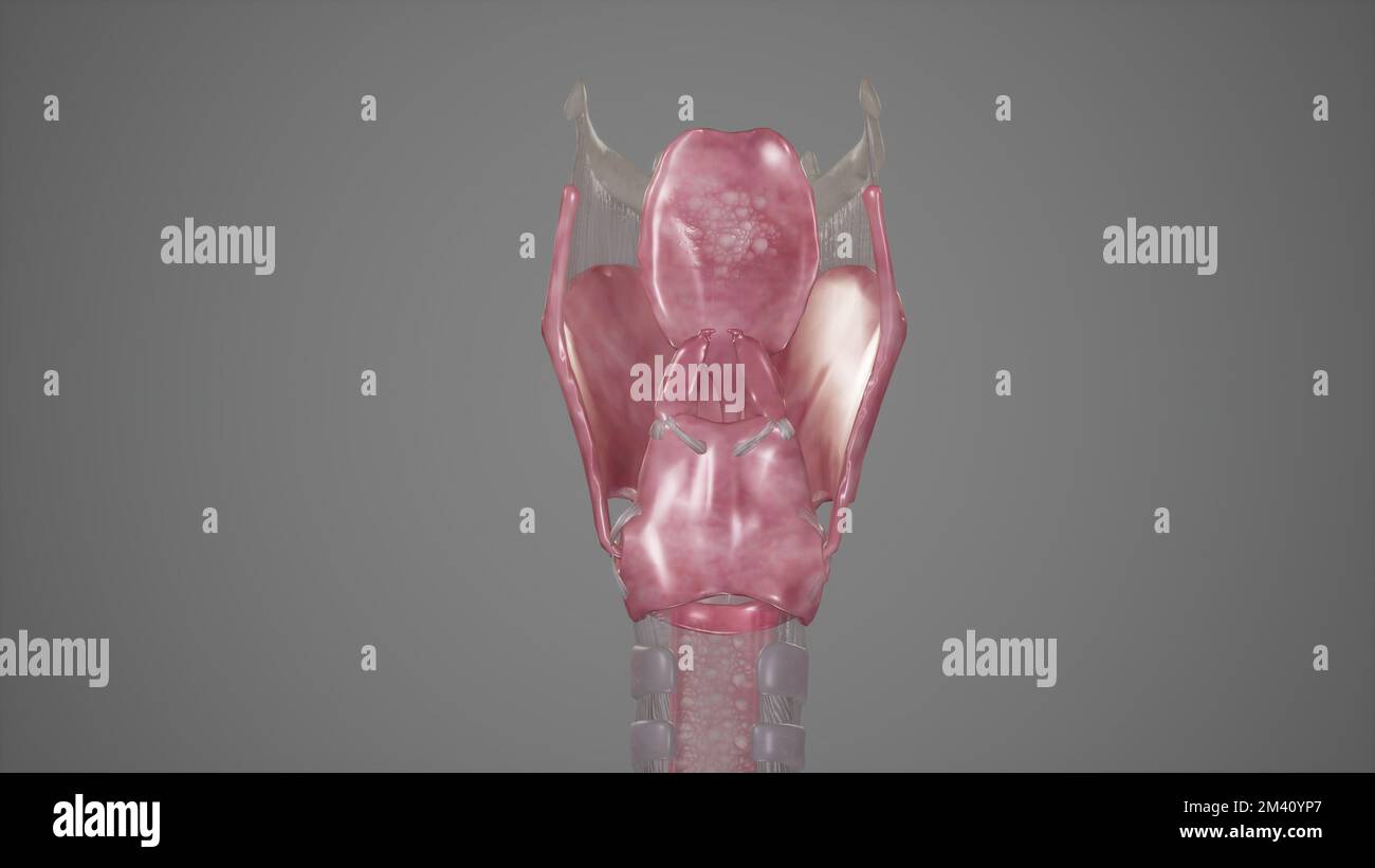 Anatomical Illustration of Cartilaginous Framework of Larynx Stock ...