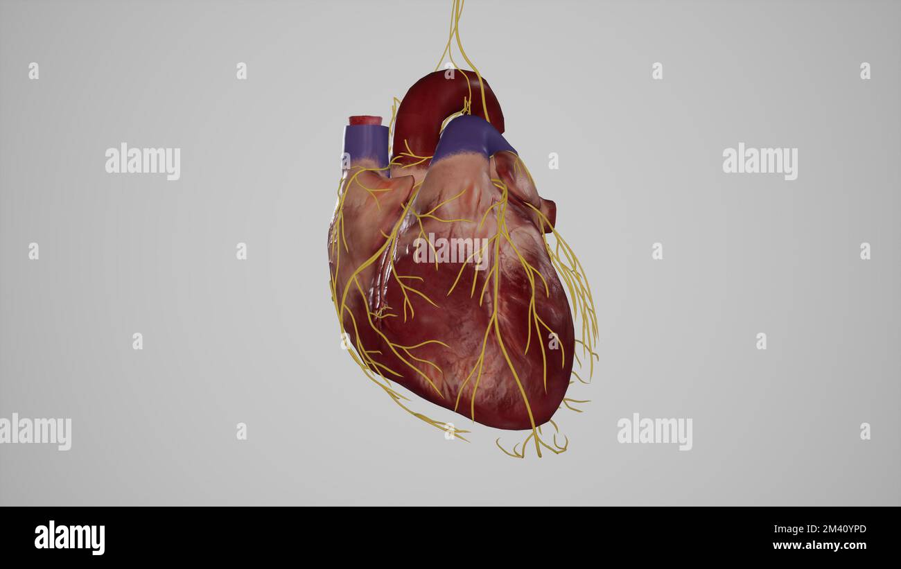 Sternum heart hi-res stock photography and images - Alamy