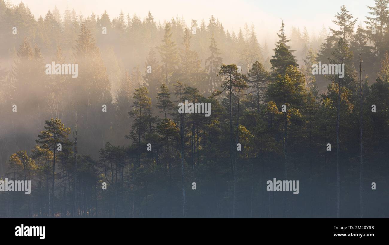 Misty landscape fir forest hi-res stock photography and images - Alamy