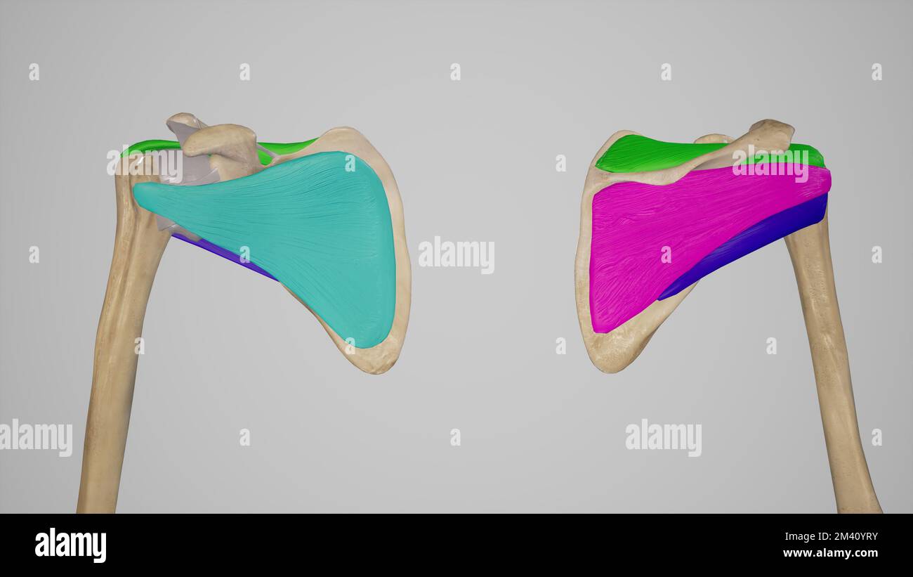Colored Rotator Cuff Muscles Stock Photo - Alamy
