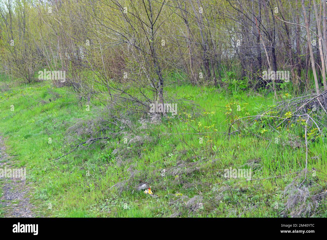 Dry grass with wild flowers, trodden paths, dusty roads, green bushes ...