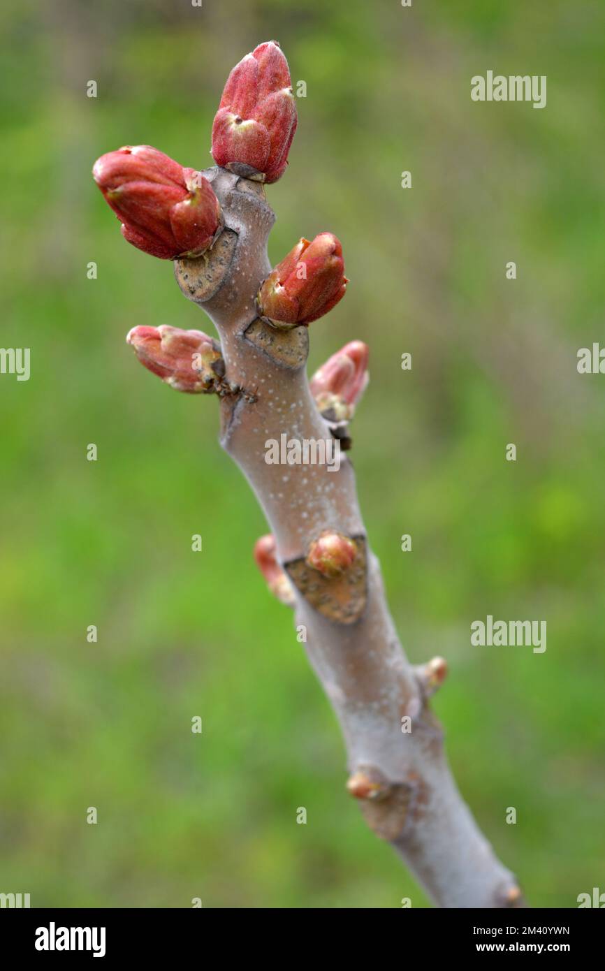 Spring, the large pink, red puffed buds of a blossoming outdoor tree ...
