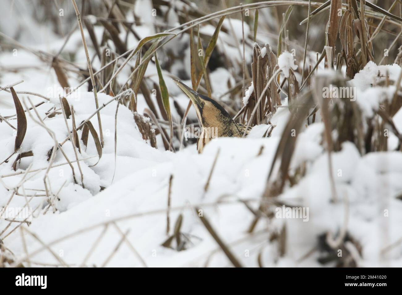A rare Bittern, Botaurus stellaris, is hunting for food in a reedbed at ...