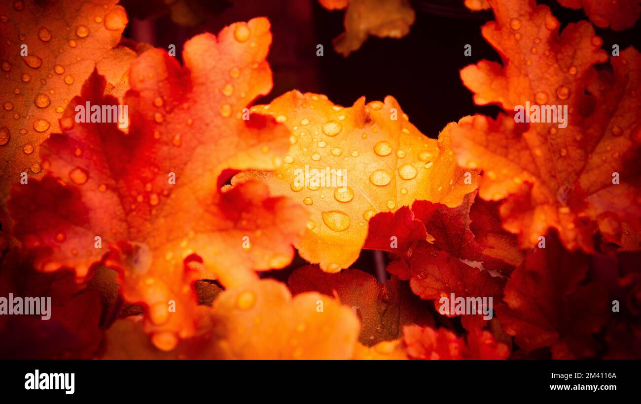 A closeup of raindrops on yellowish-orange maple leaves in autumn ...