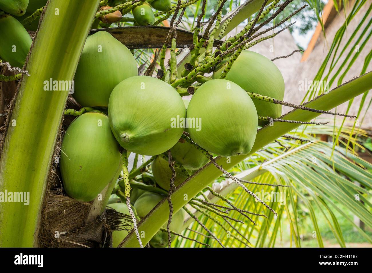 Fresh Coconut cluster on coconut tree Stock Photo - Alamy