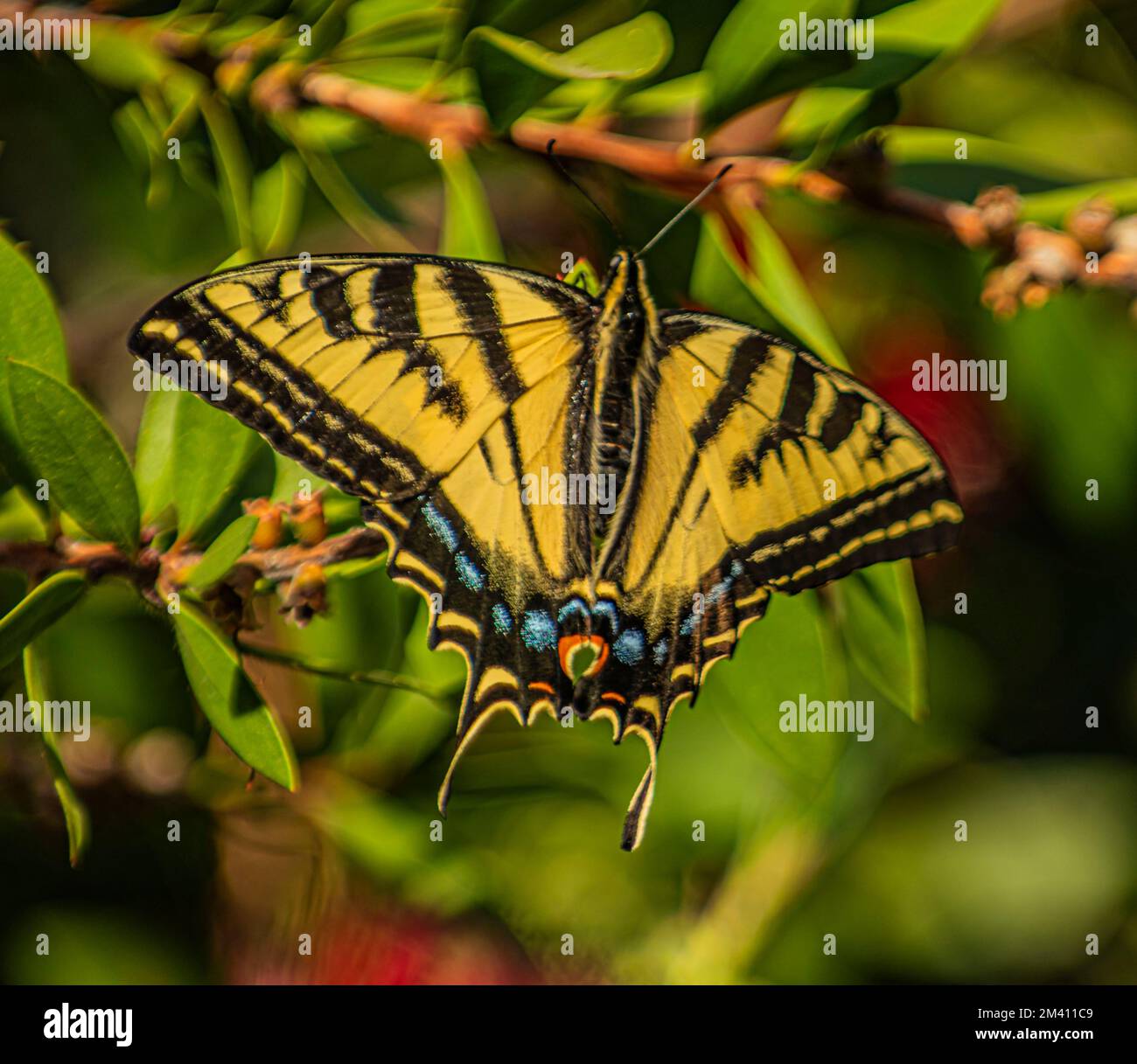 An Anise swallowtail butterfly spreads it's wings Stock Photo - Alamy
