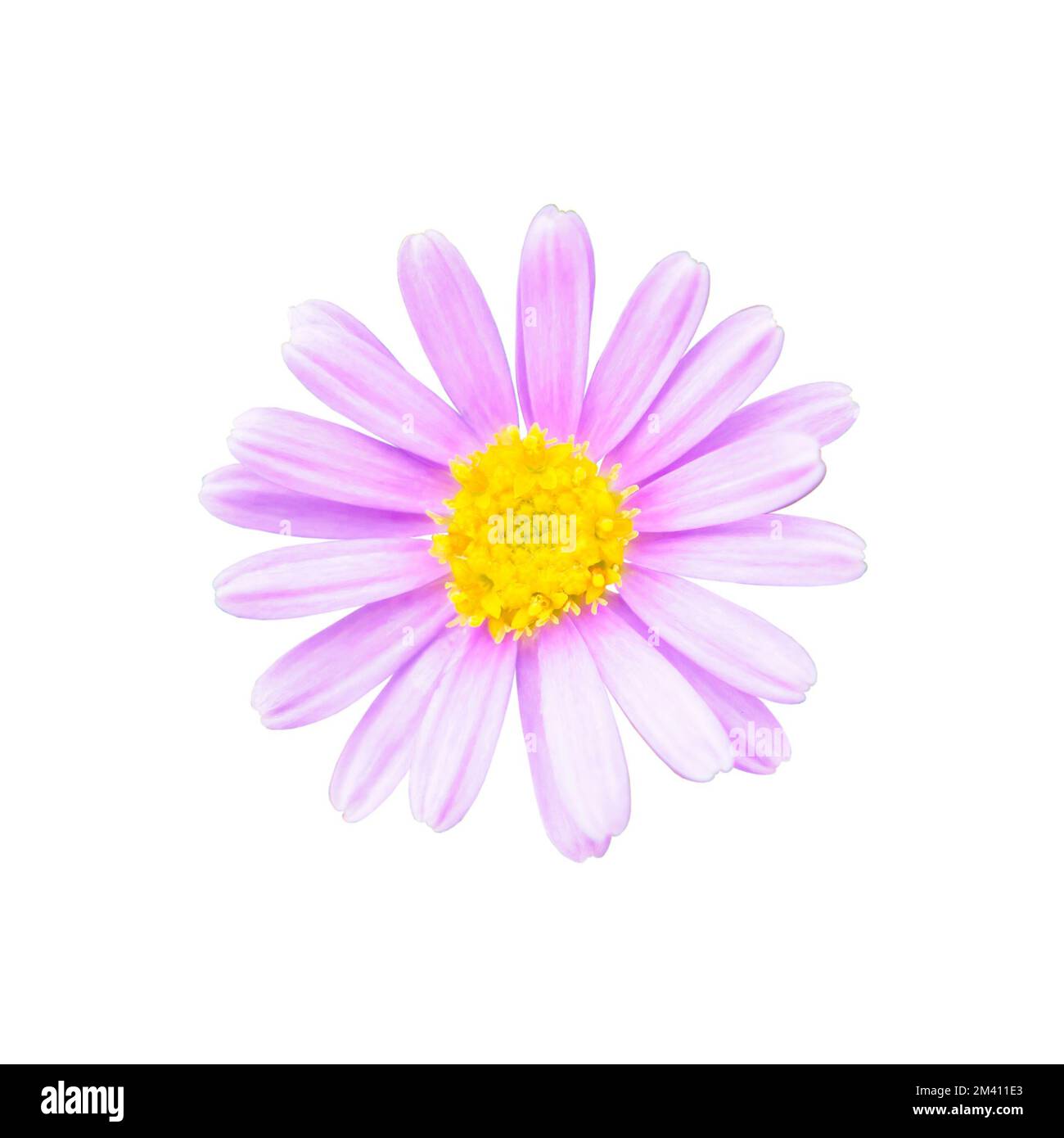 beautiful pink daisy flower isolated on white background Stock Photo ...