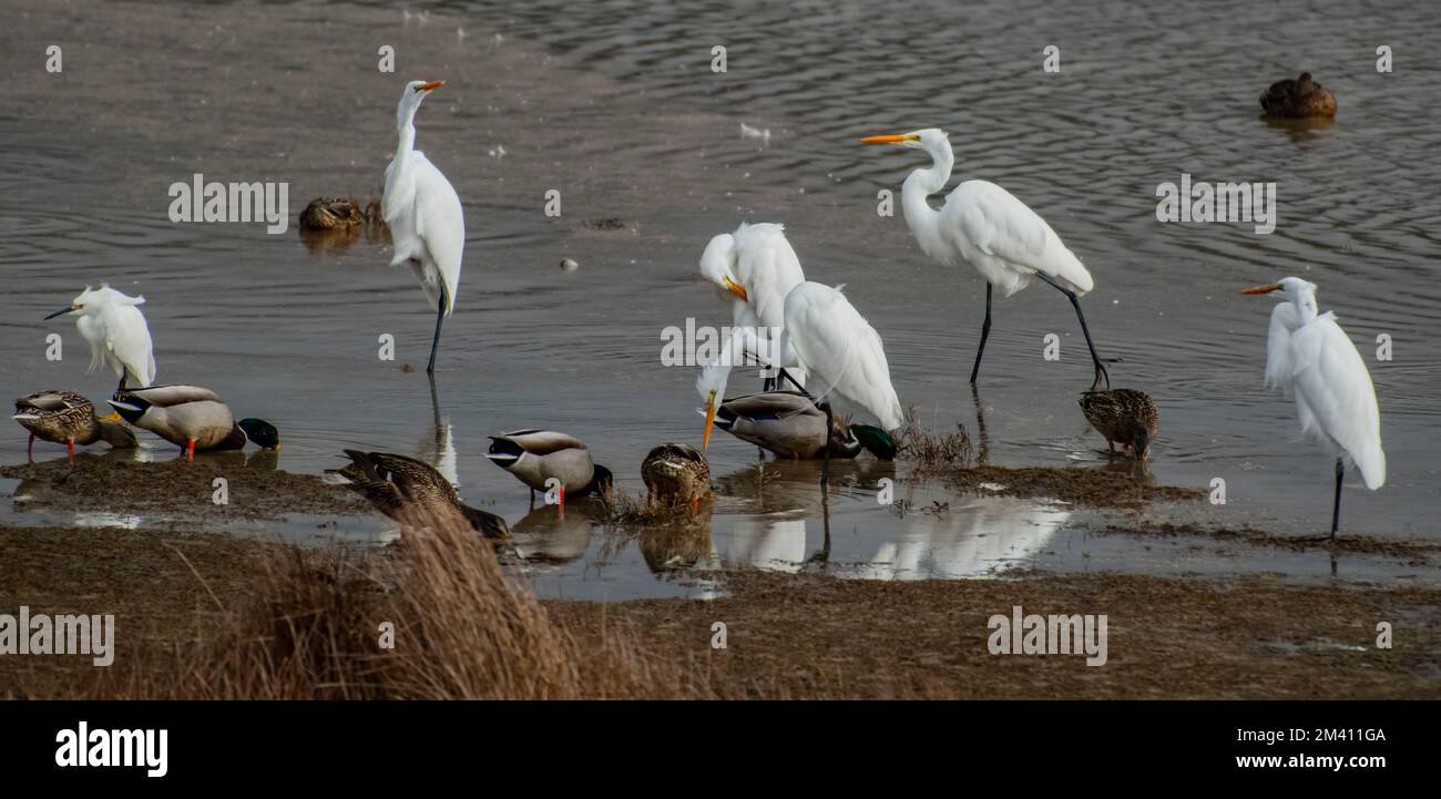 A dance of cranes hang out with wading ducks in a freshwater pond at ...