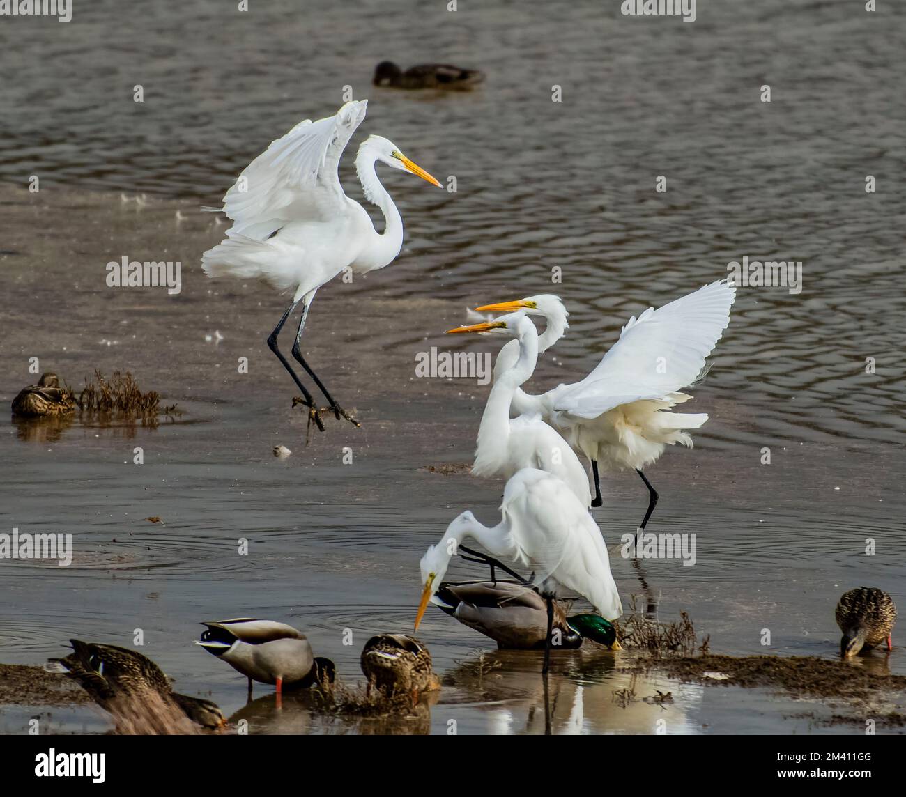 A great white crane shows off his landing in front of his family at ...